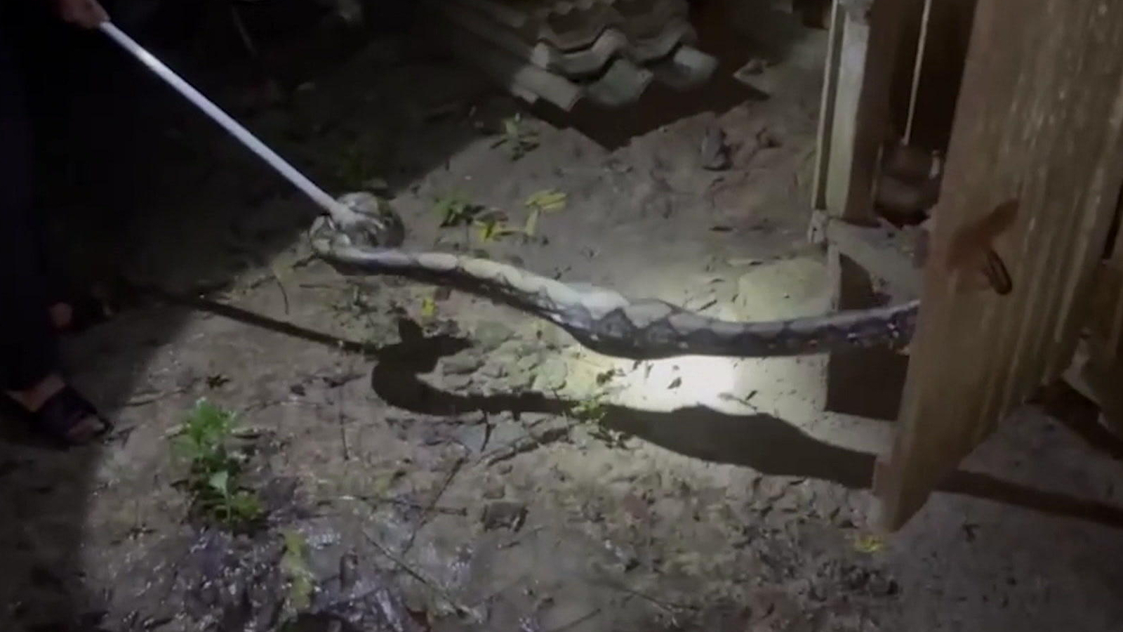 Der Grund ist erschreckend - Anwohner entdeckt Vier-Meter-Python - mit ...