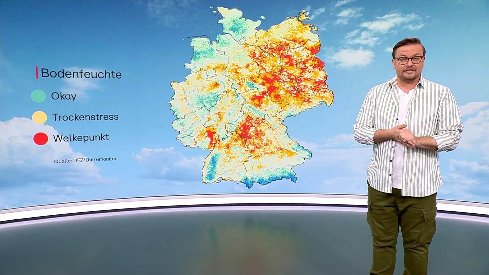 Junikäfer - Wie gefährlich sind sie und wie kann man sie im Garten bekämpfen? Tipps und Tricks ...